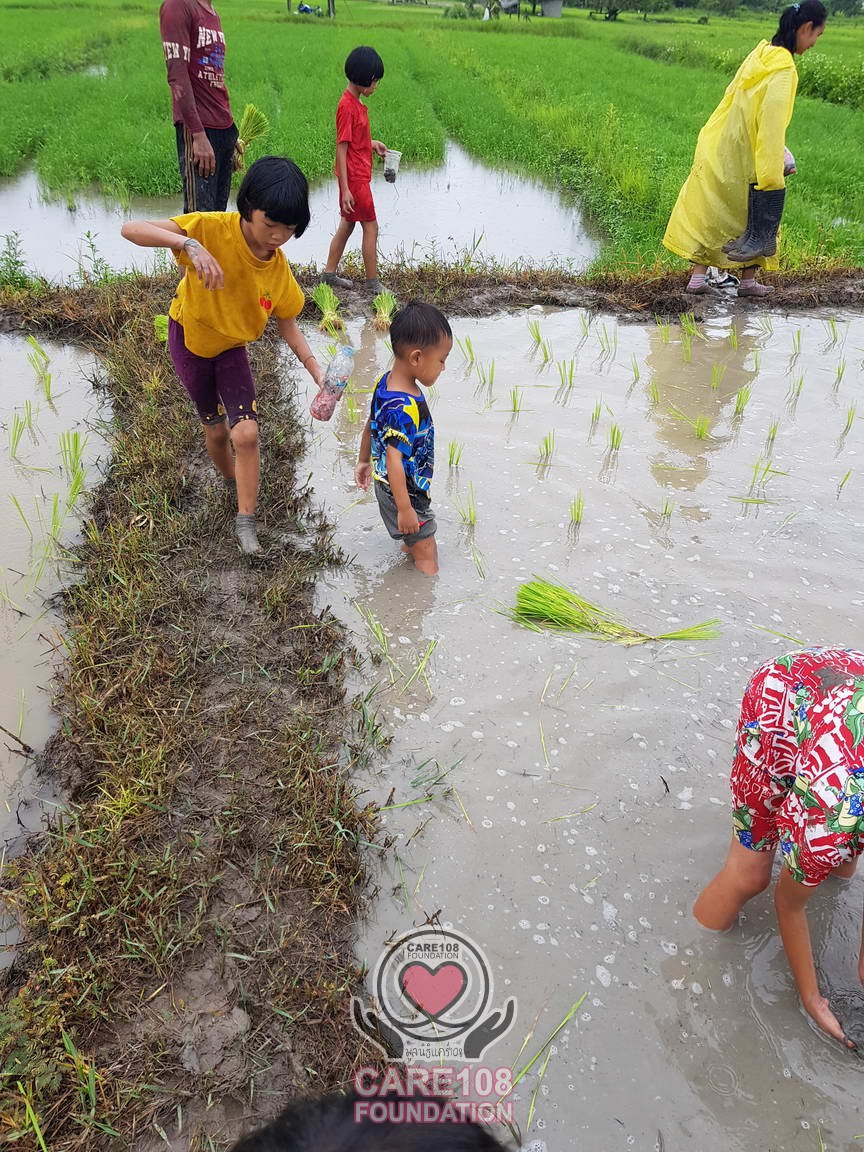 Rice Project Paddy Work - Care108 Foundation