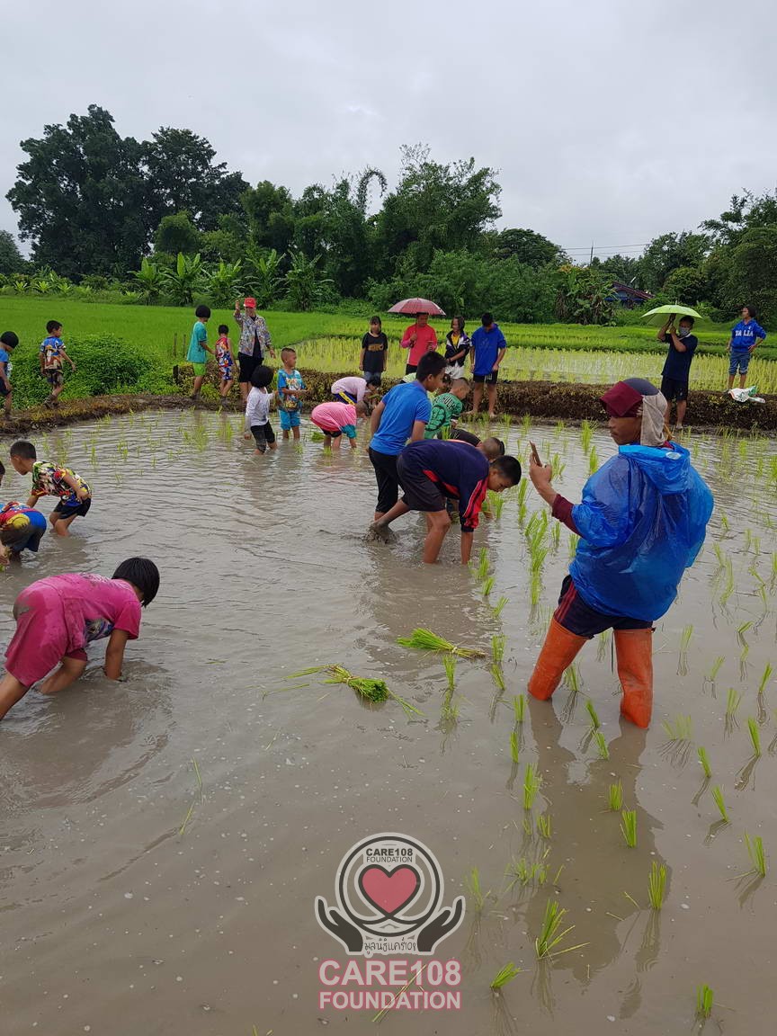 Rice Project Paddy Work - Care108 Foundation