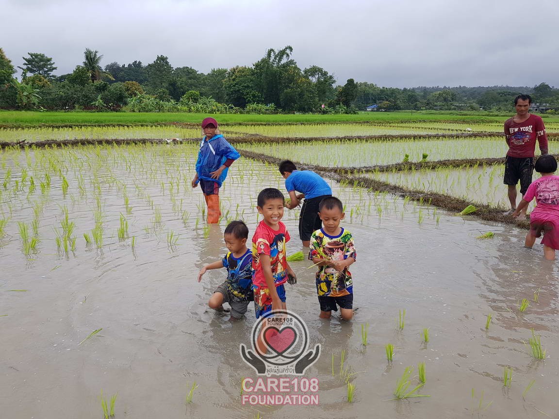 Rice Project Paddy Work - Care108 Foundation