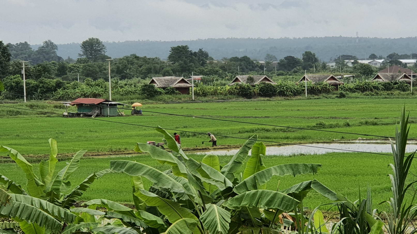 Trip 322 Rice project stage1 - Care108 Foundation