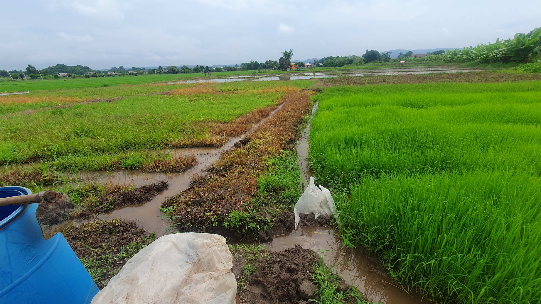 Trip 322 Rice project stage1 - Care108 Foundation