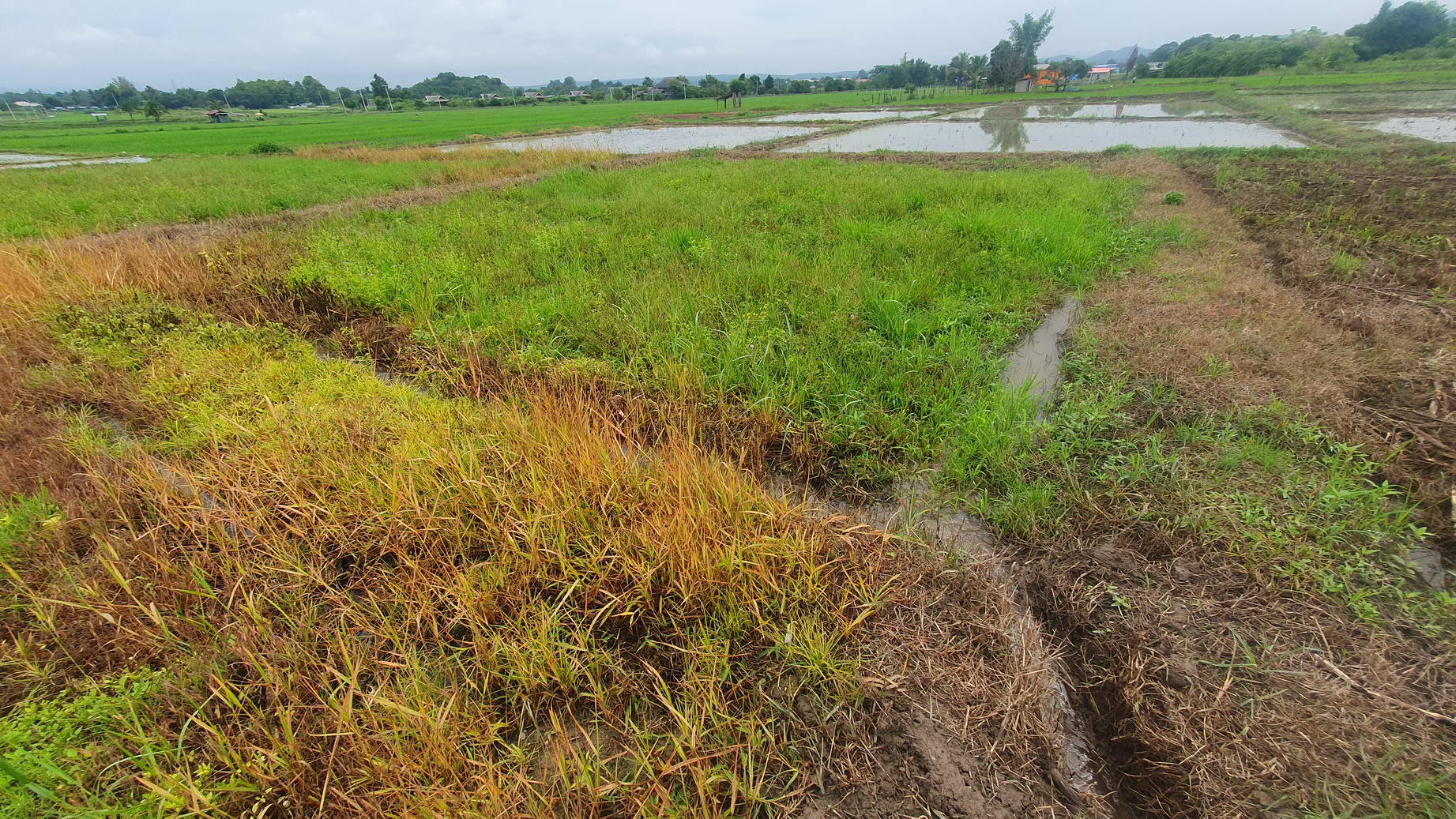 Trip 322 Rice project stage1 - Care108 Foundation